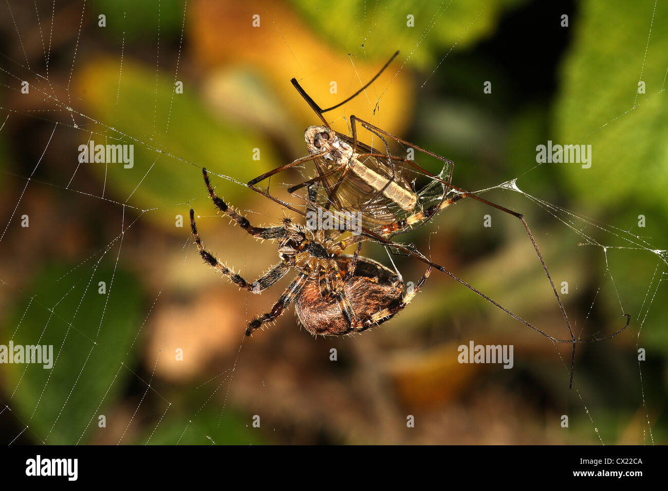Common orb spider hi-res stock photography and images - Alamy