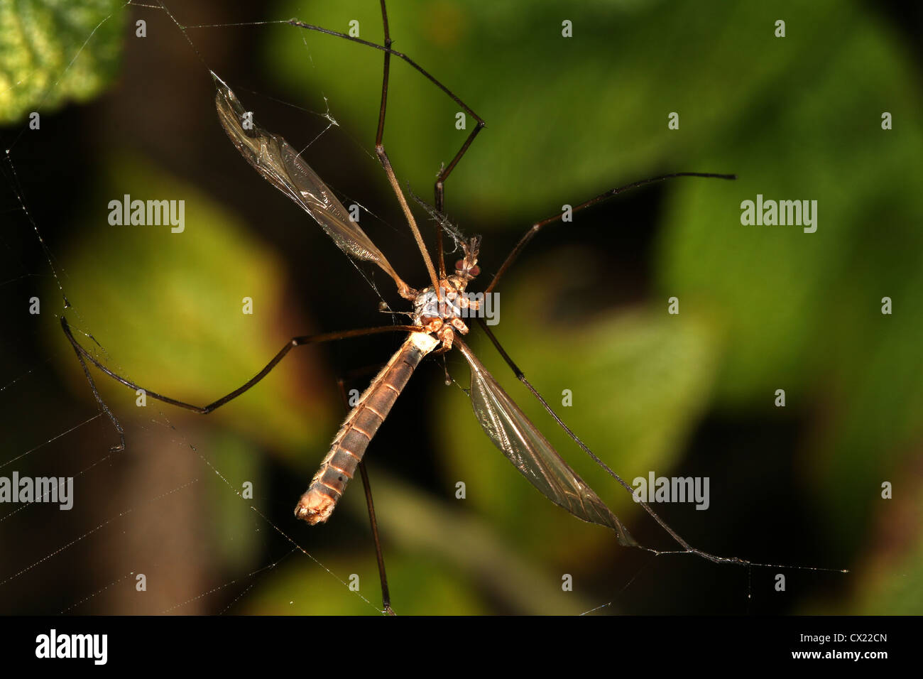 Crane fly trapped in orb web Stock Photo - Alamy