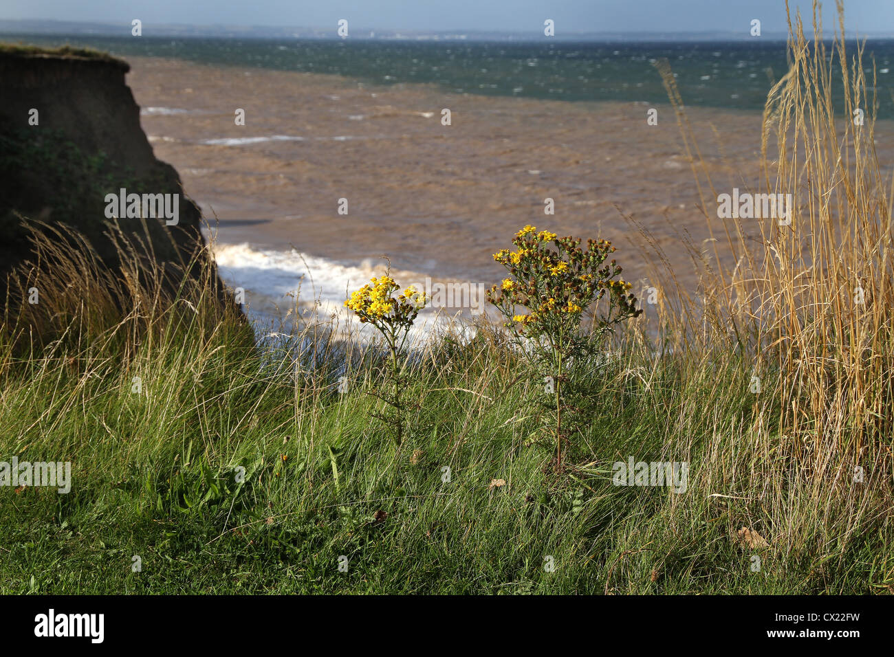 Clay cliff erosion with deposits in sea Stock Photo - Alamy