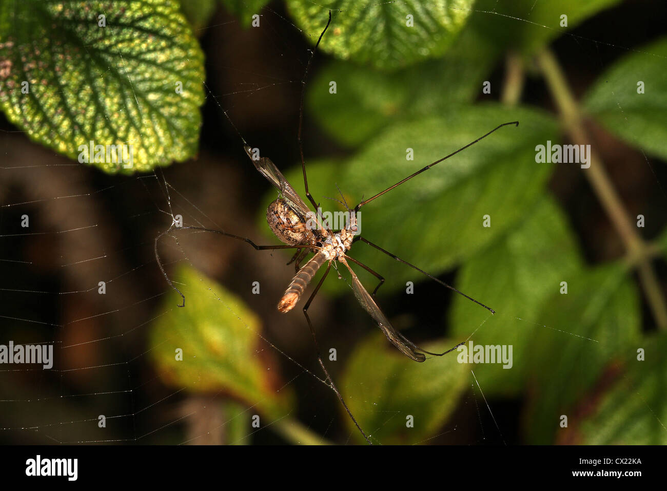 Crane fly trapped in orb web Stock Photo - Alamy