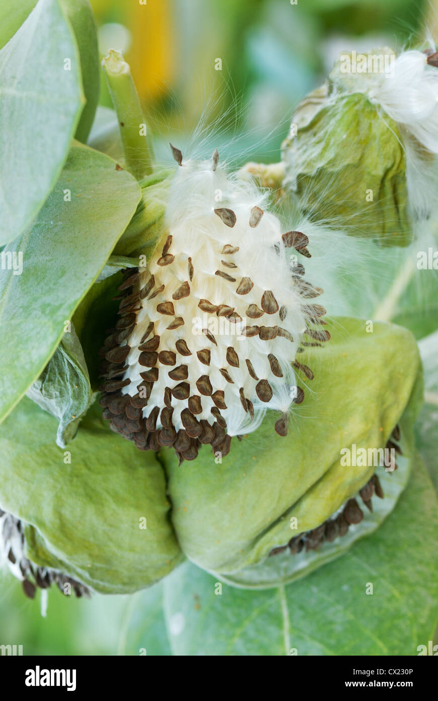 Fruits and Seeds of Apple of Sodom (Calotropis procera Stock Photo - Alamy