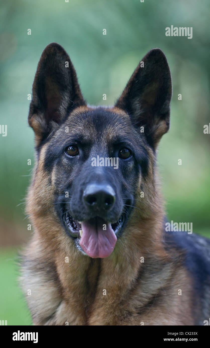 German shephard hi-res stock photography and images - Alamy