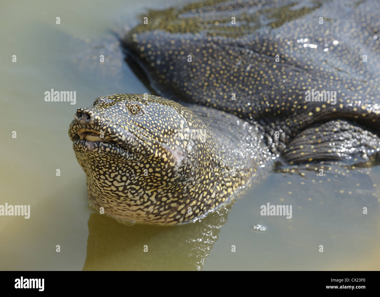 Nile Soft-shelled Turtle (Trionyx triunguis) in the river Alexander ...