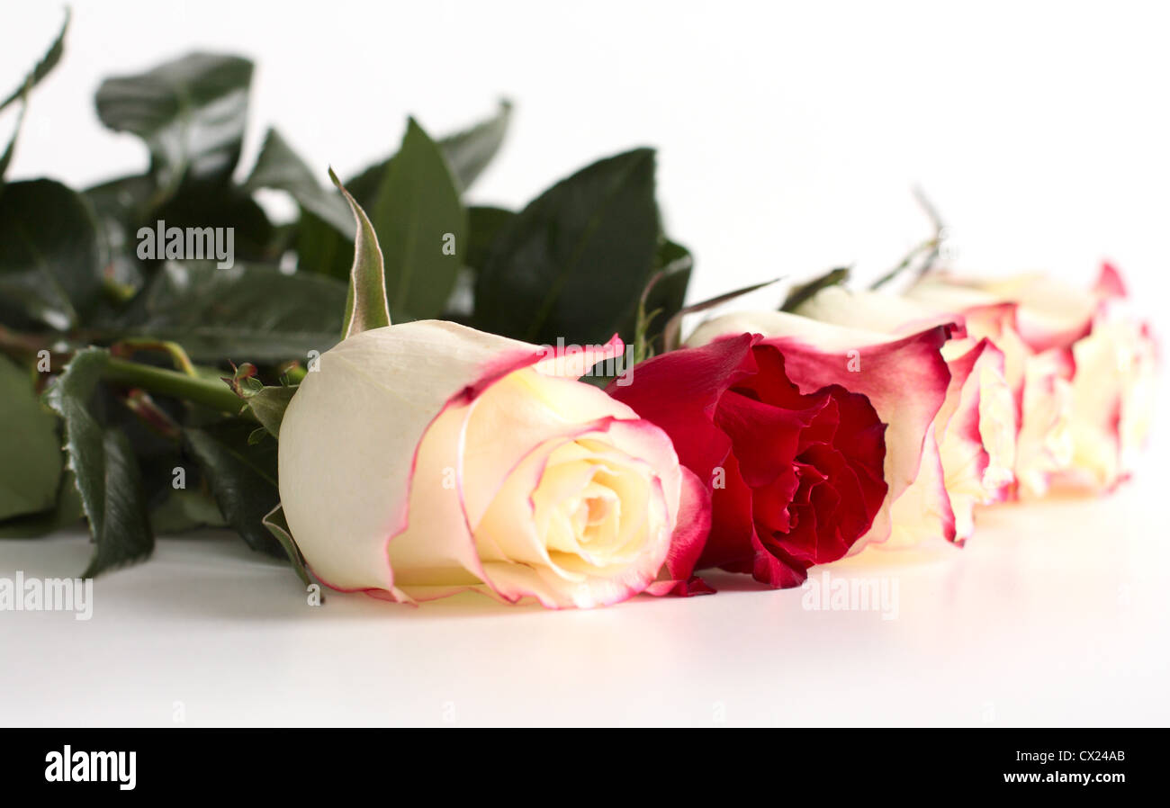 Beautiful white roses with dark pink trim Stock Photo - Alamy