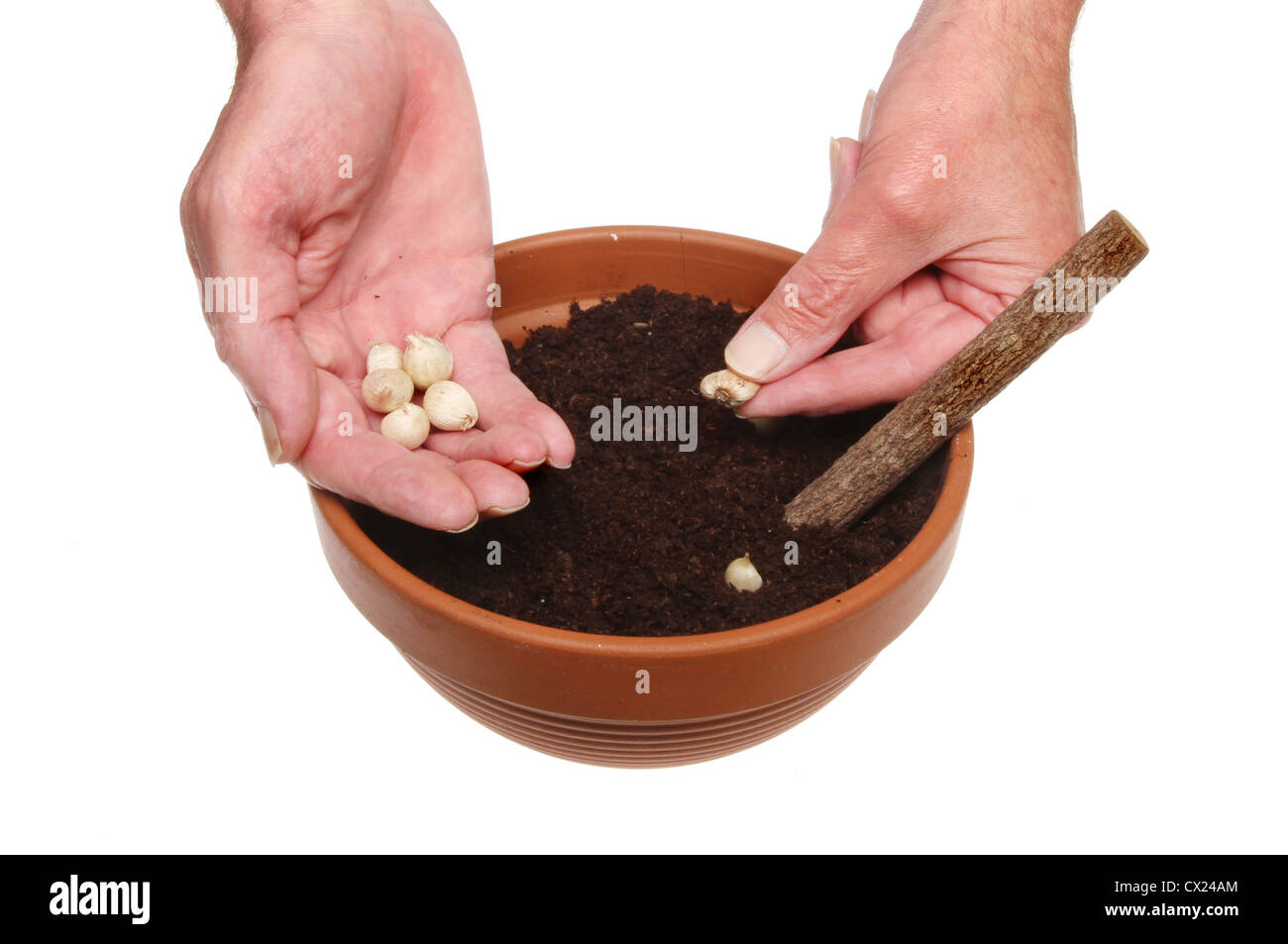Hand planting a bulb Cut Out Stock Images & Pictures - Alamy