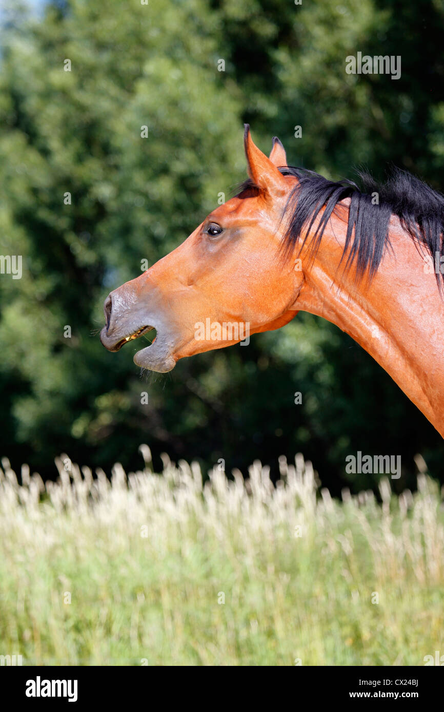 Whinnying horse horses hi-res stock photography and images - Alamy