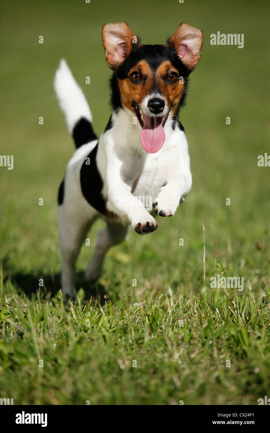 running Jack Russell Terrier Stock Photo - Alamy
