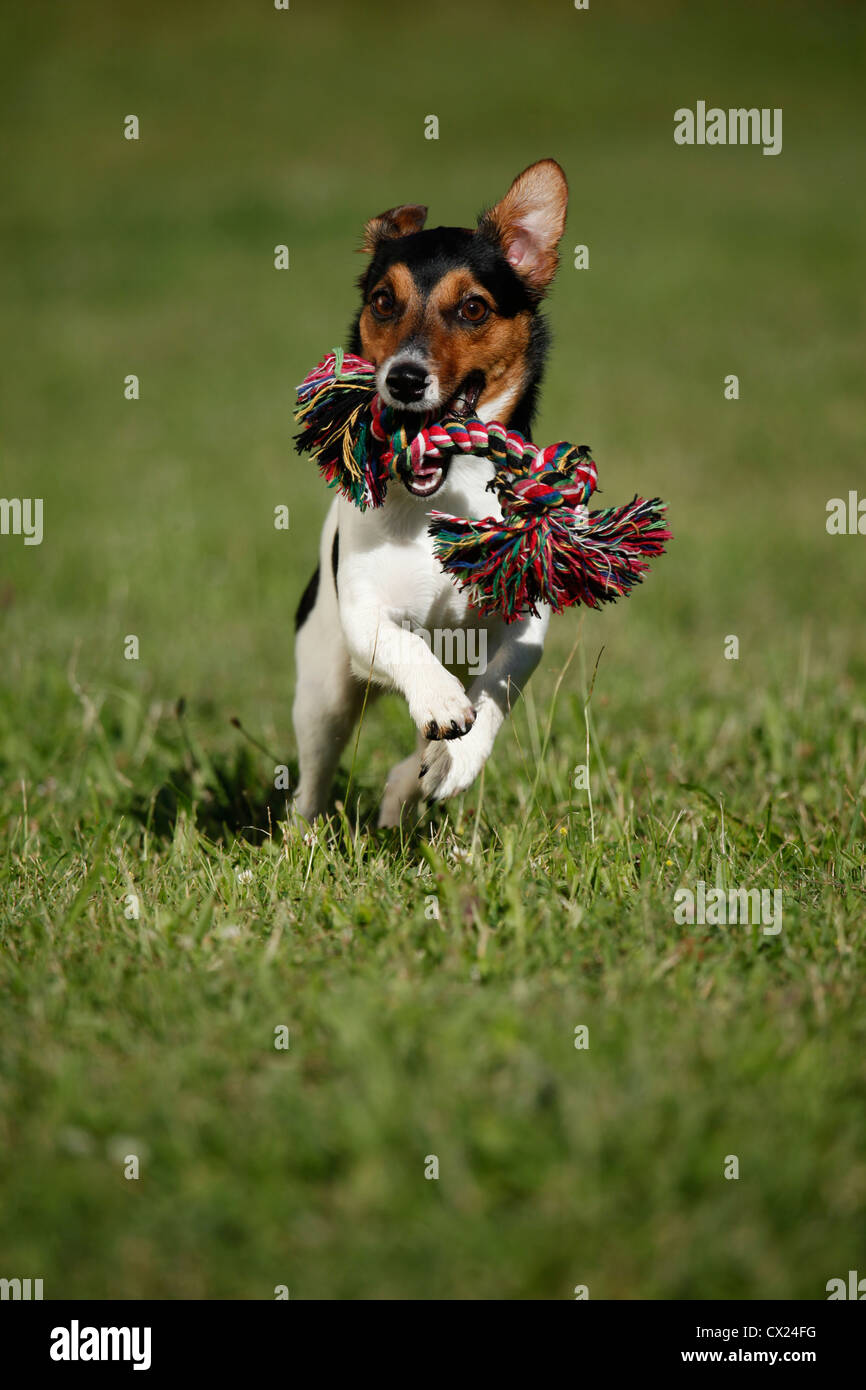 running Jack Russell Terrier Stock Photo - Alamy