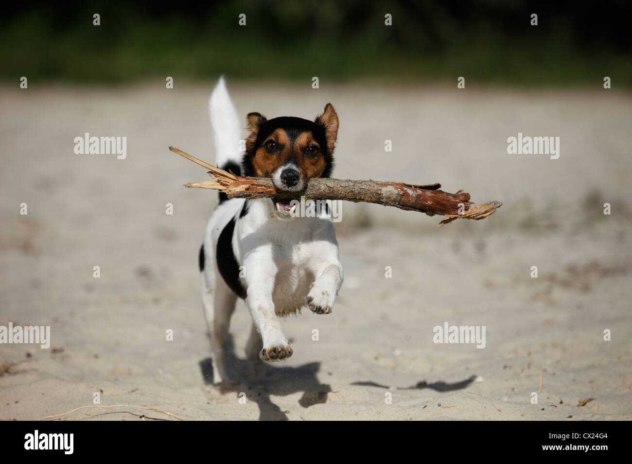 running Jack Russell Terrier Stock Photo - Alamy