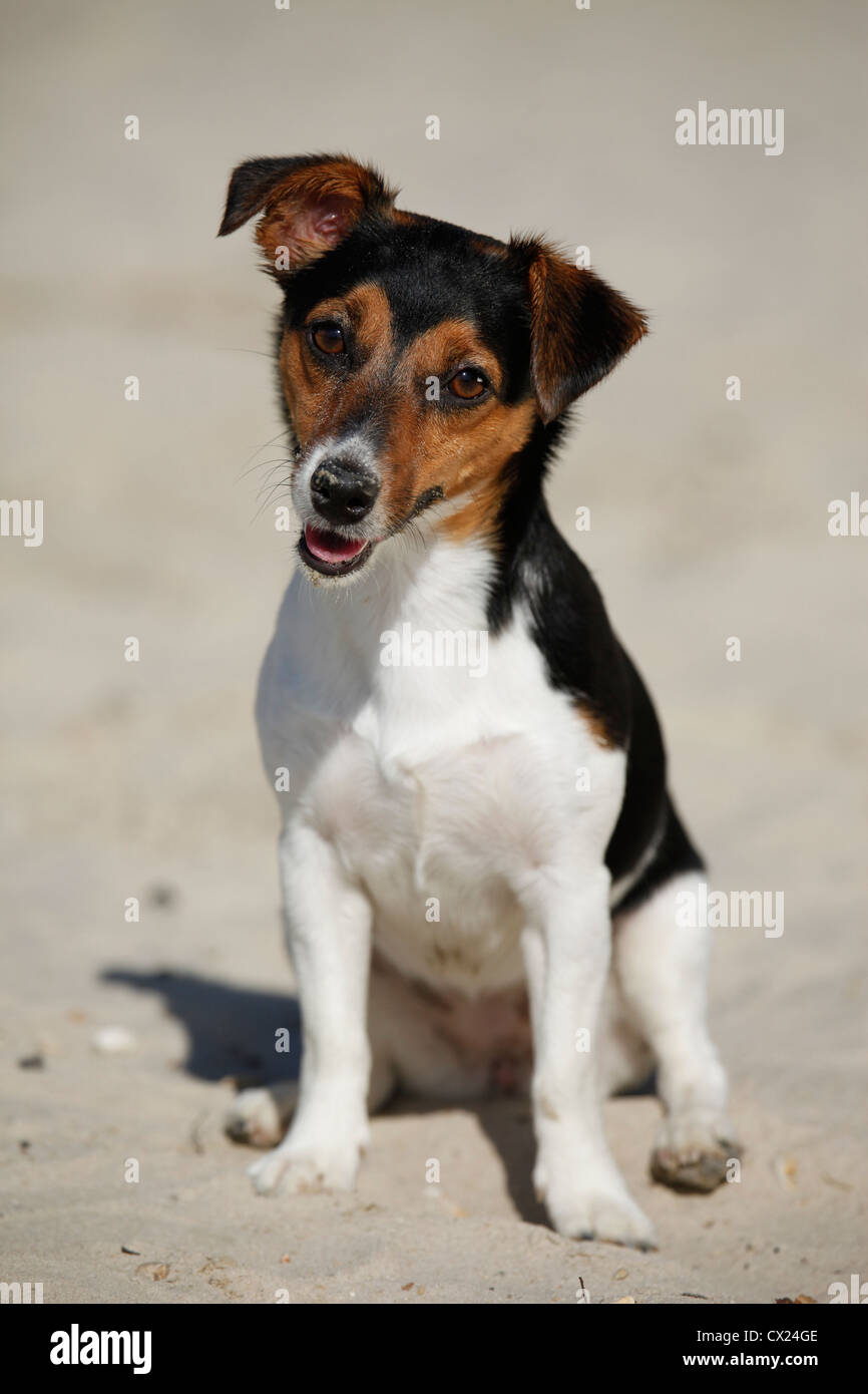 sitting Jack Russell Terrier Stock Photo - Alamy