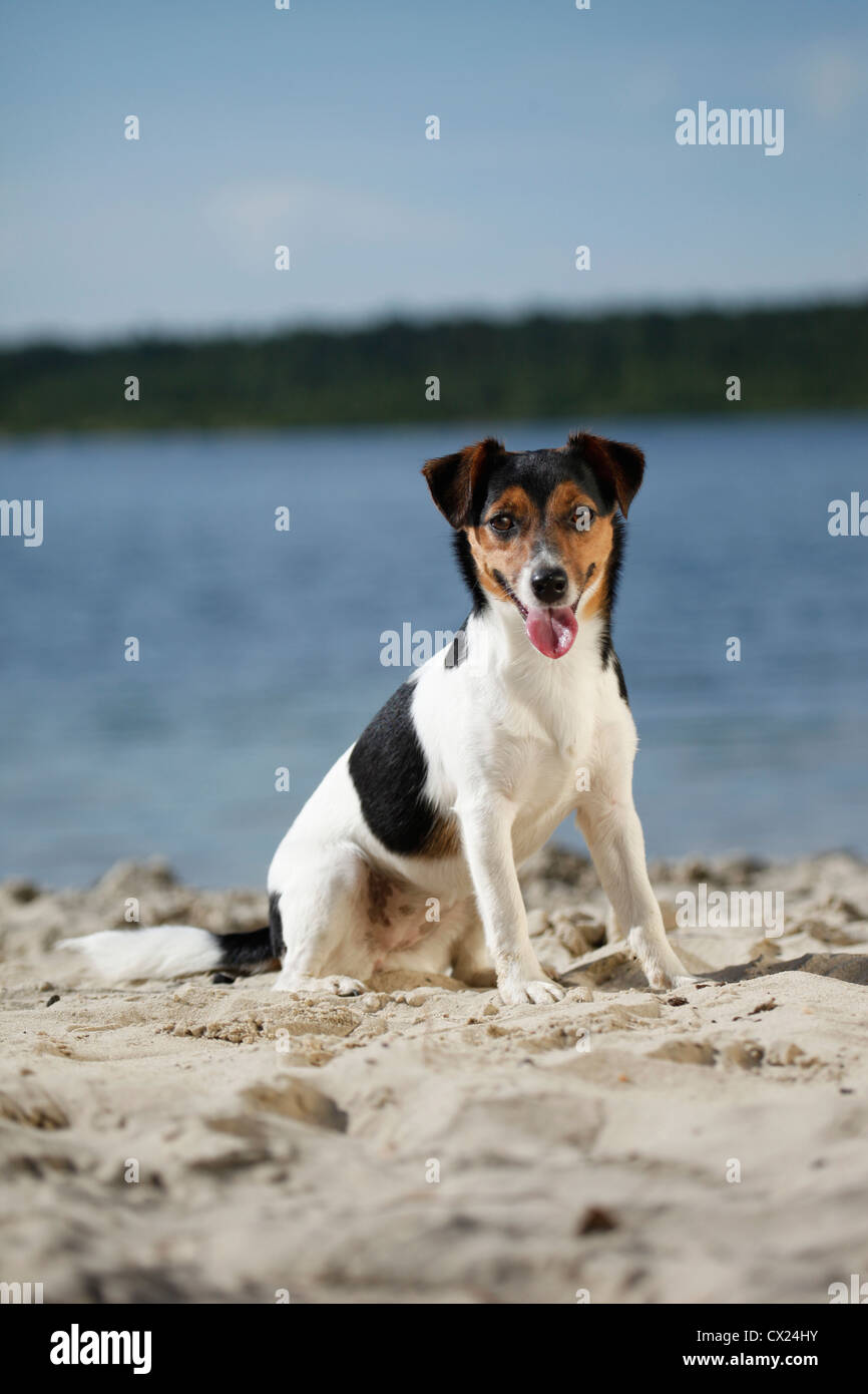 sitting Jack Russell Terrier Stock Photo - Alamy