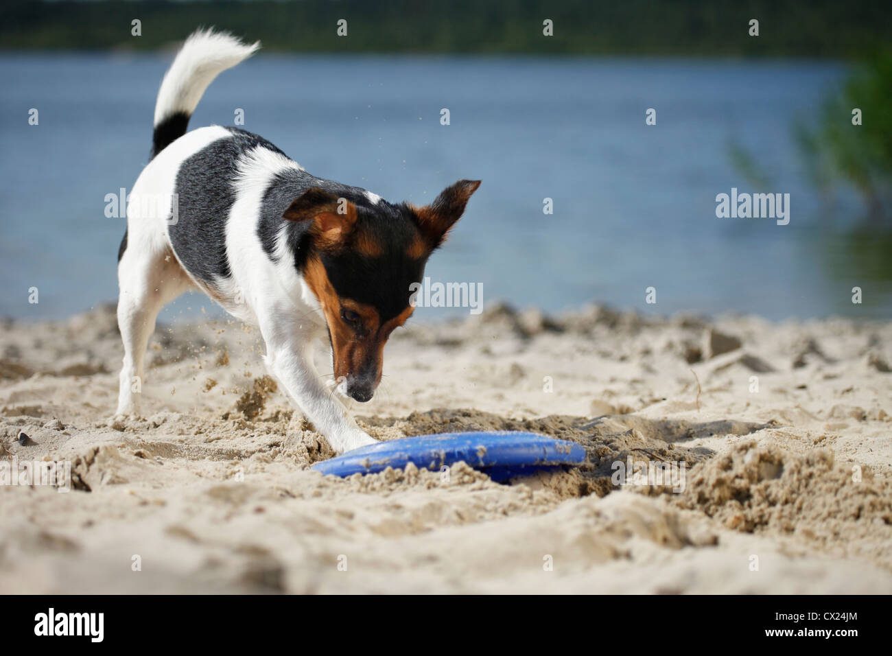 digging Jack Russell Terrier Stock Photo - Alamy