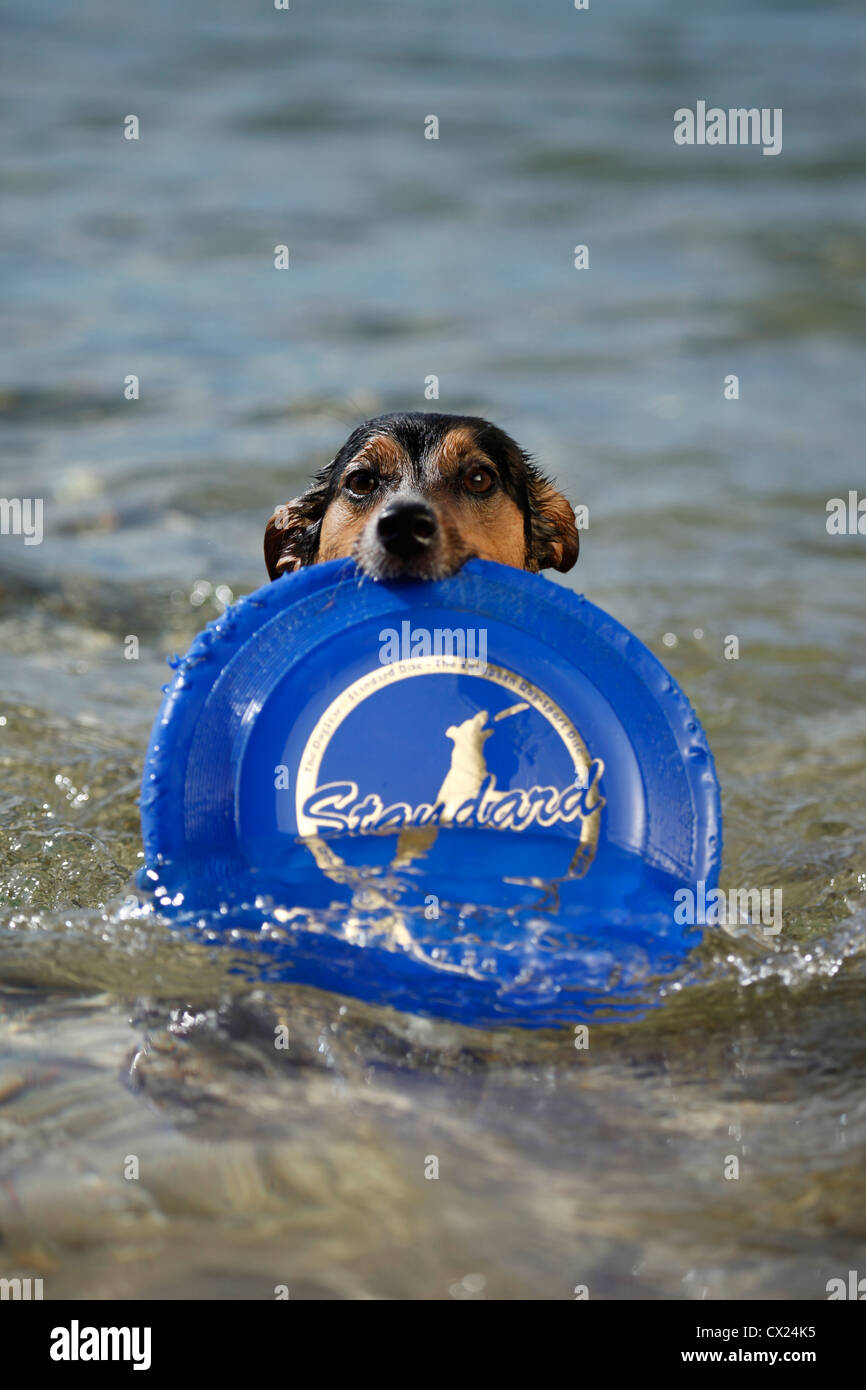swimming Jack Russell Terrier Stock Photo - Alamy