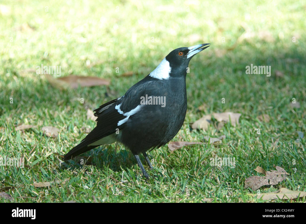 Australian Magpie (Gymnorhina tibicen Stock Photo - Alamy