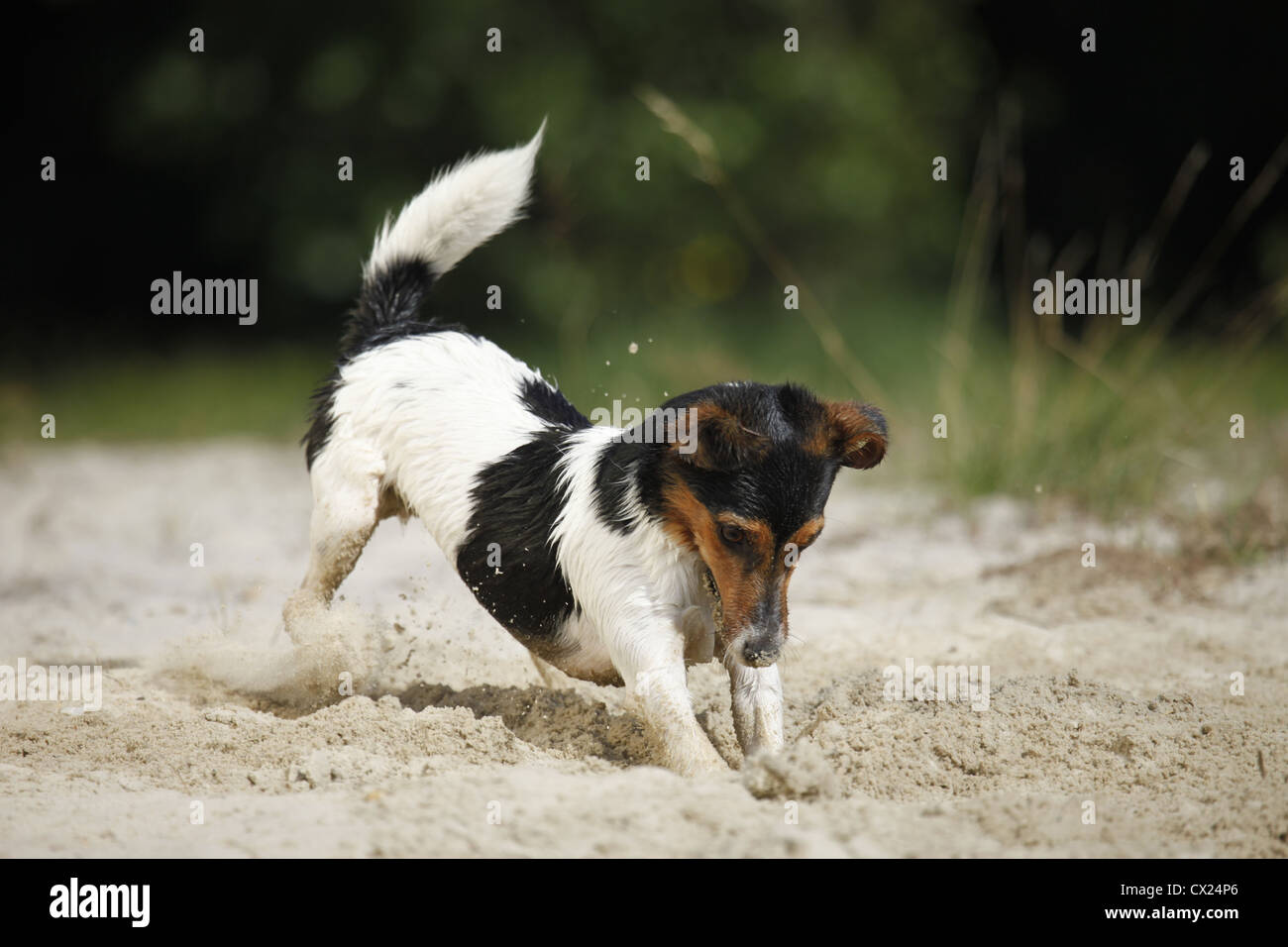 digging Jack Russell Terrier Stock Photo - Alamy
