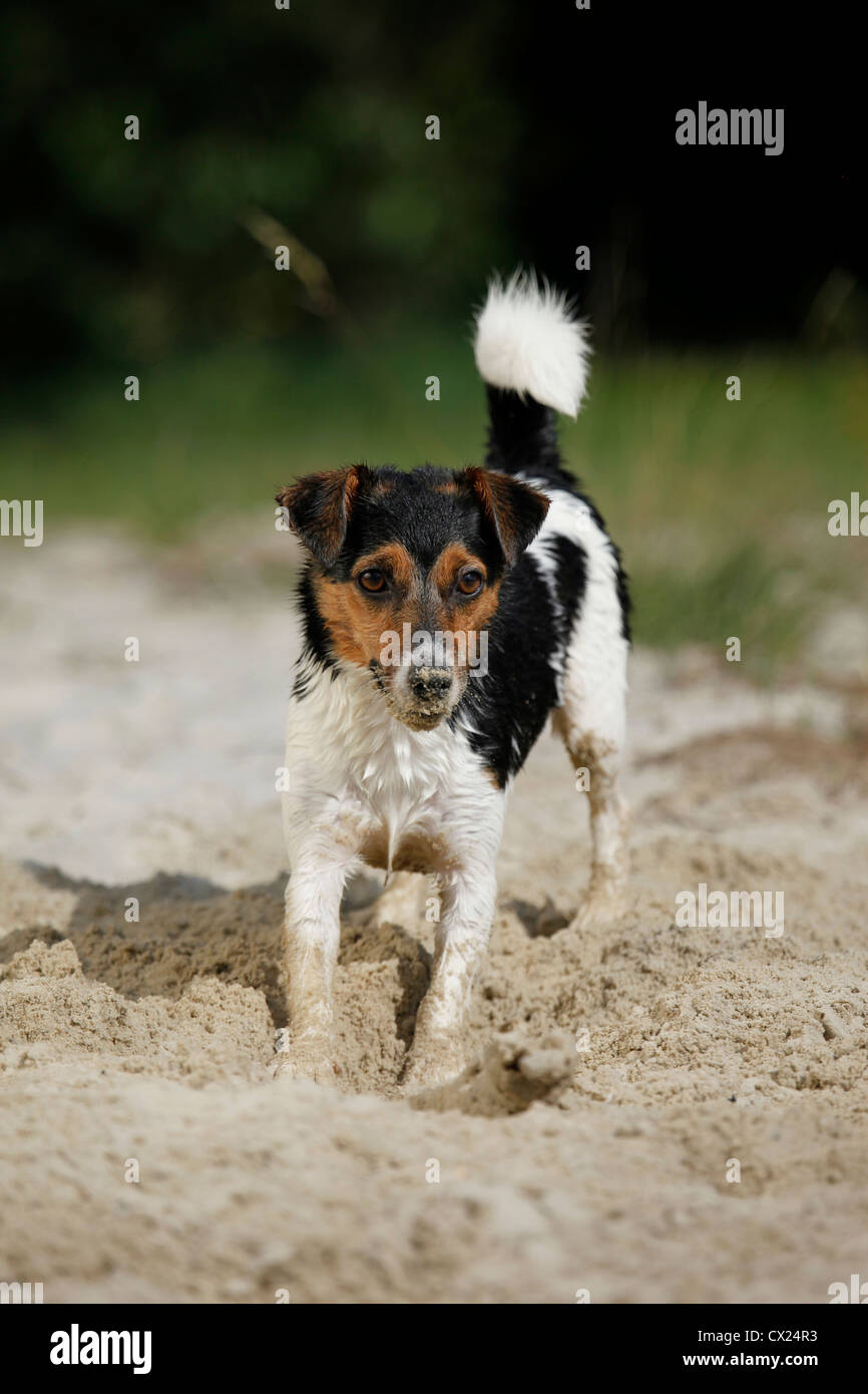 digging Jack Russell Terrier Stock Photo - Alamy