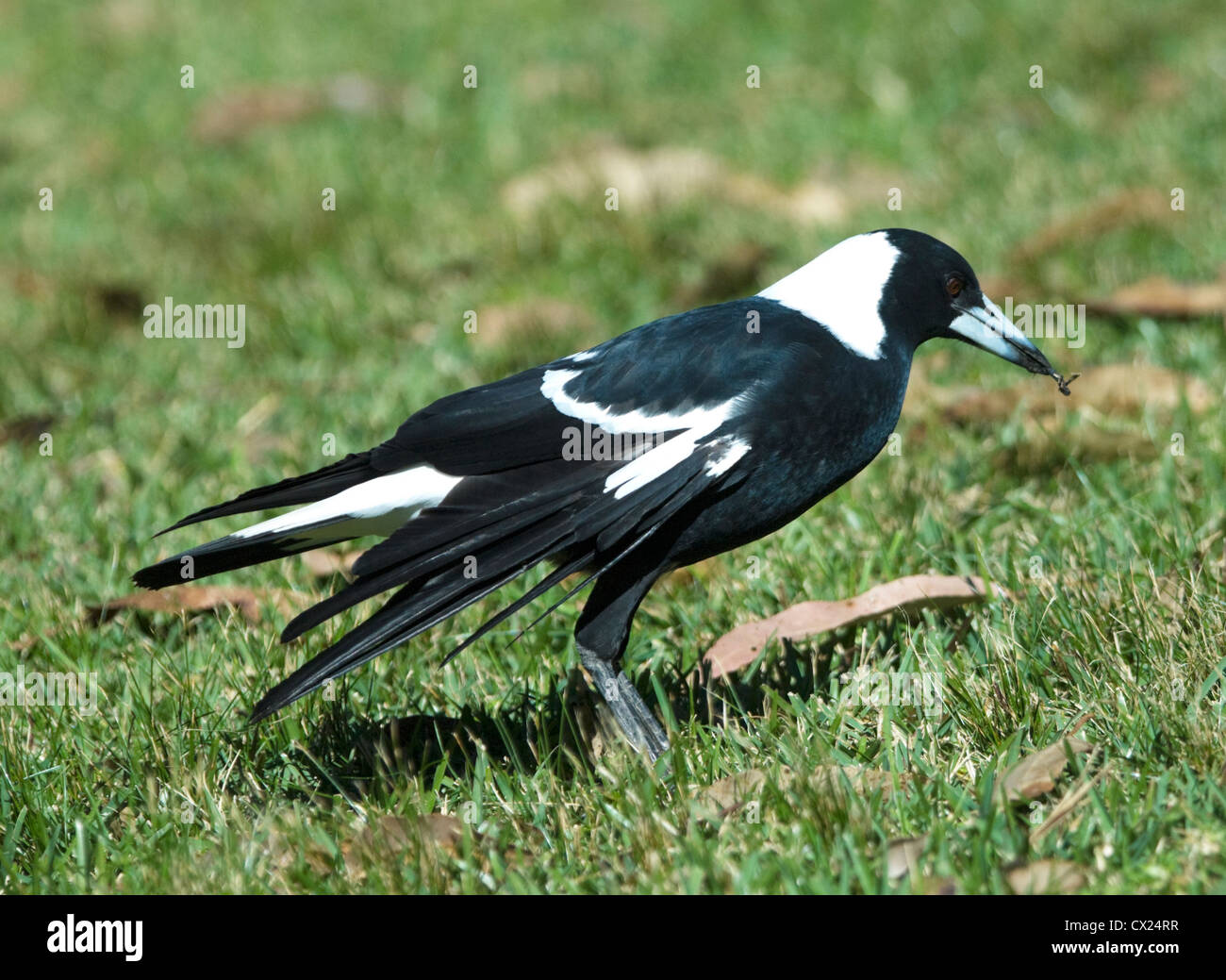 Australian Magpie (Gymnorhina tibicen Stock Photo - Alamy
