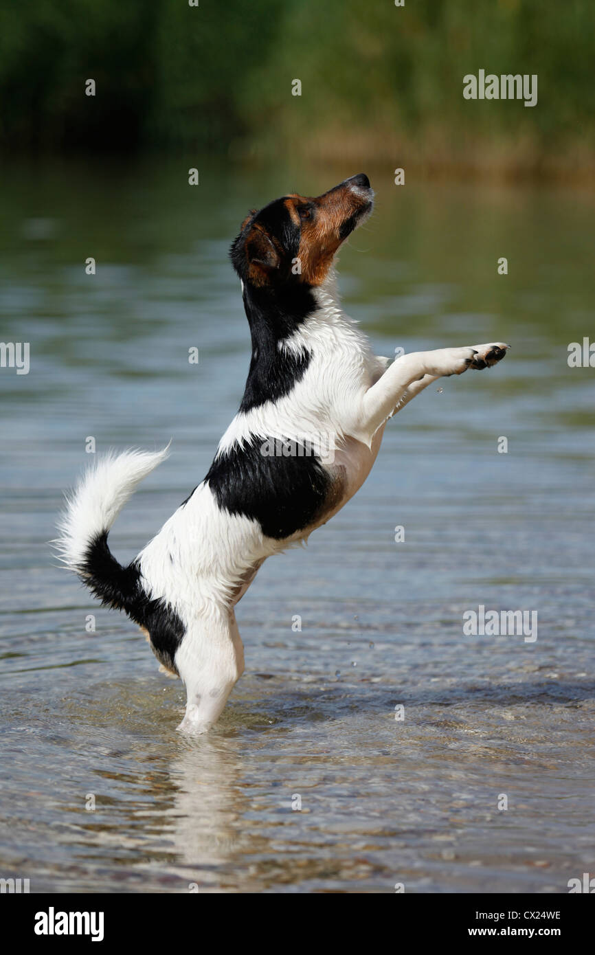 begging Jack Russell Terrier Stock Photo - Alamy