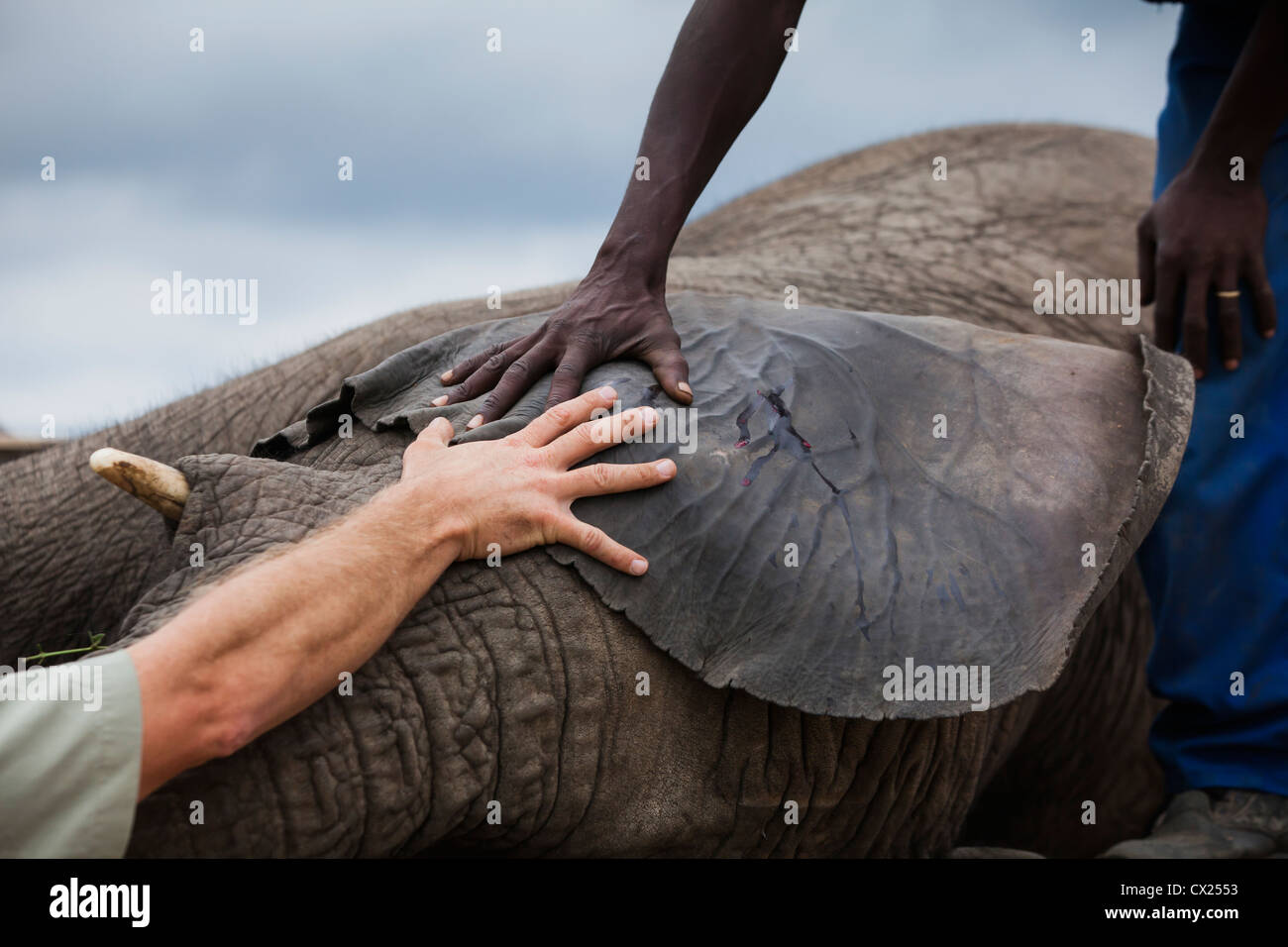Teamwork animals hi-res stock photography and images - Alamy