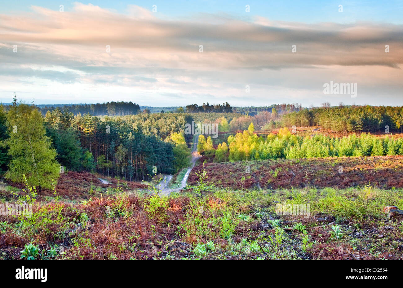 View across Cannock Chase forest with fresh bright new foliage of ...
