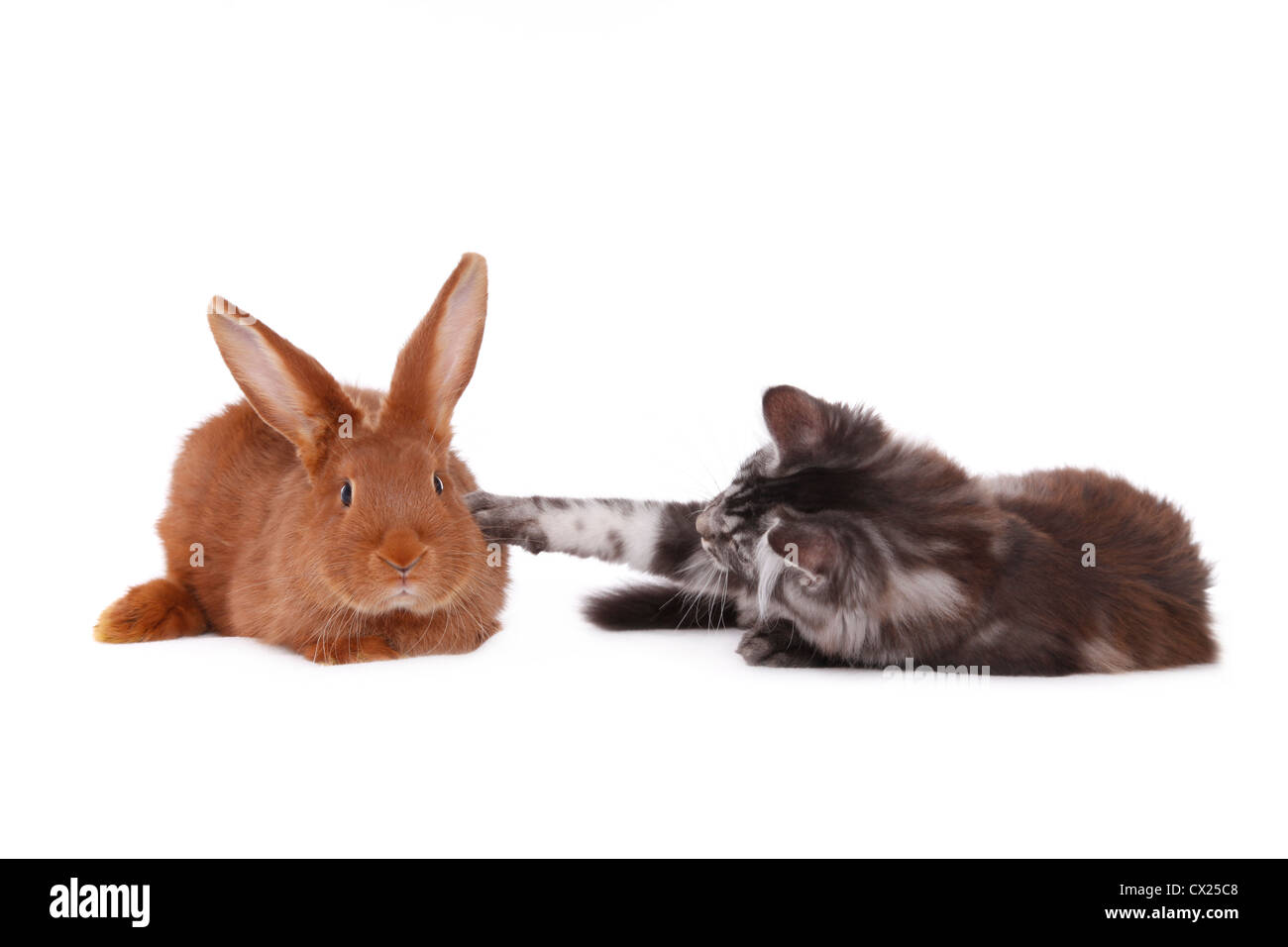 kitten and bunny Stock Photo - Alamy