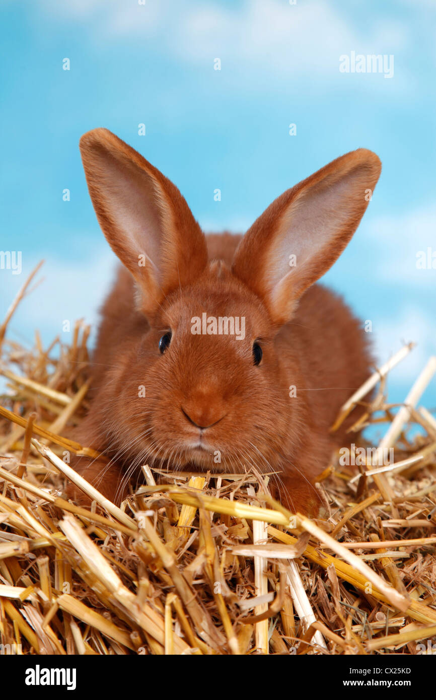 red New Zealander rabbit Stock Photo - Alamy