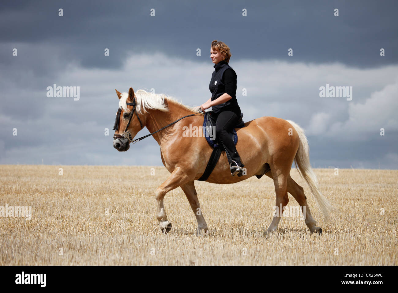 Rider haflinger hi-res stock photography and images - Alamy