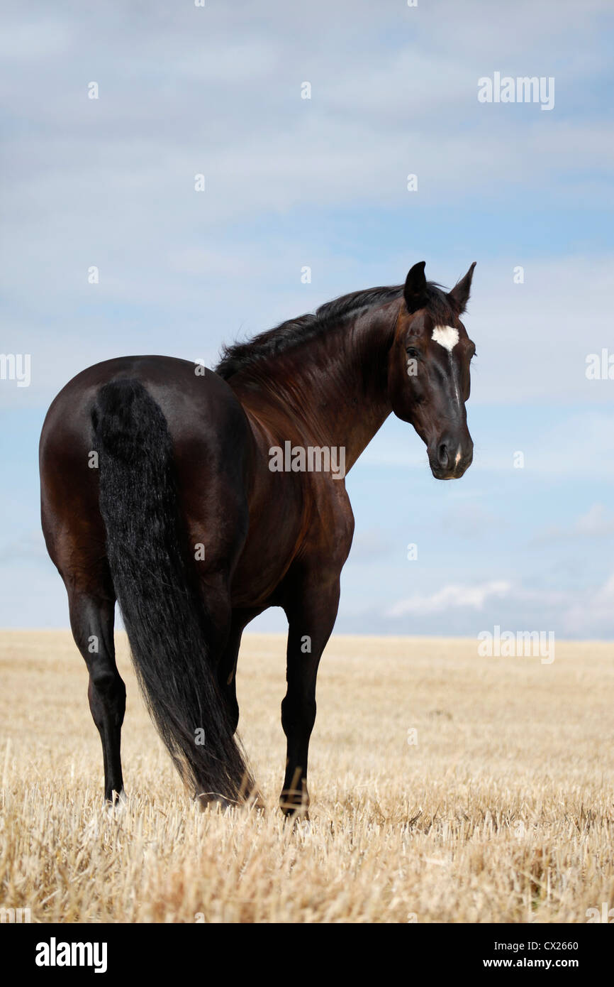 Heavy horse rear view hi-res stock photography and images - Alamy