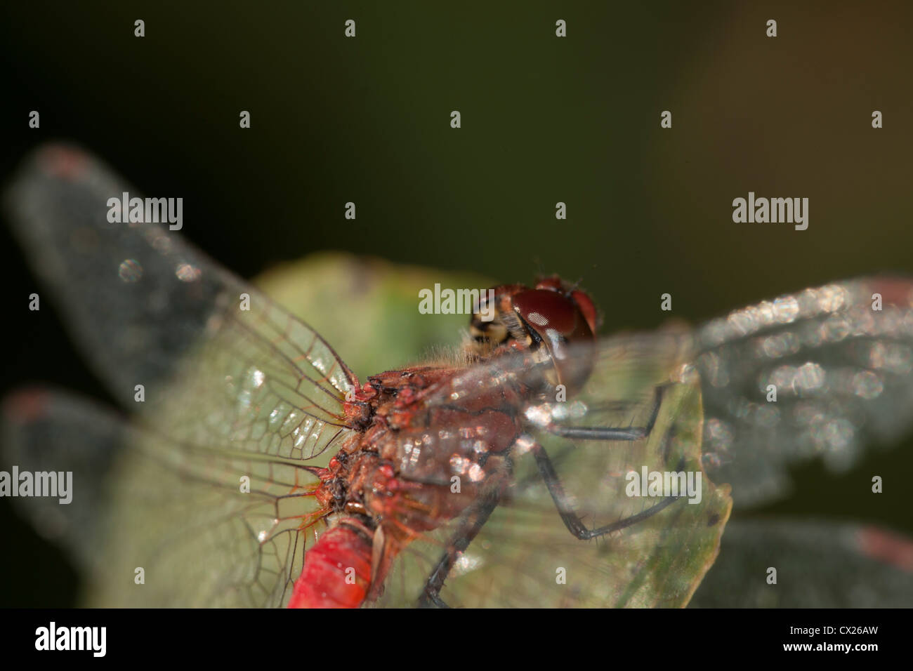 red Dragonfly Close up Stock Photo - Alamy