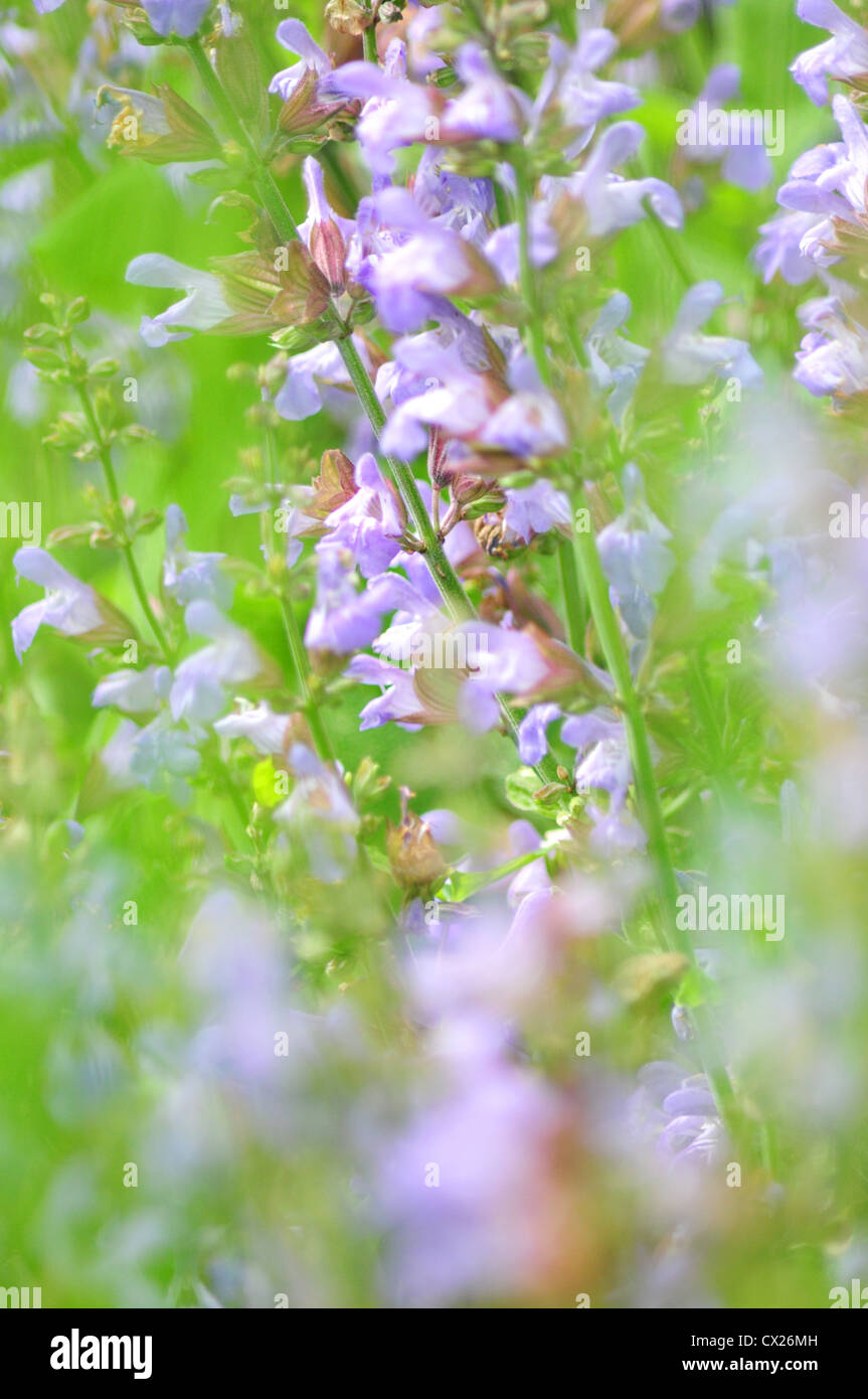 Lavender foliage hi-res stock photography and images - Alamy