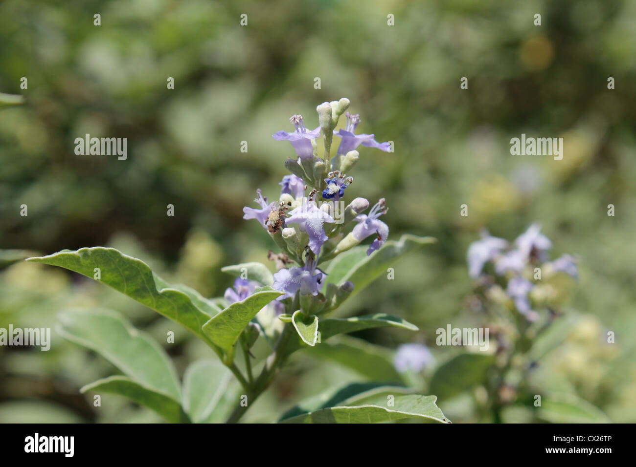 Gaza flower hi-res stock photography and images - Alamy