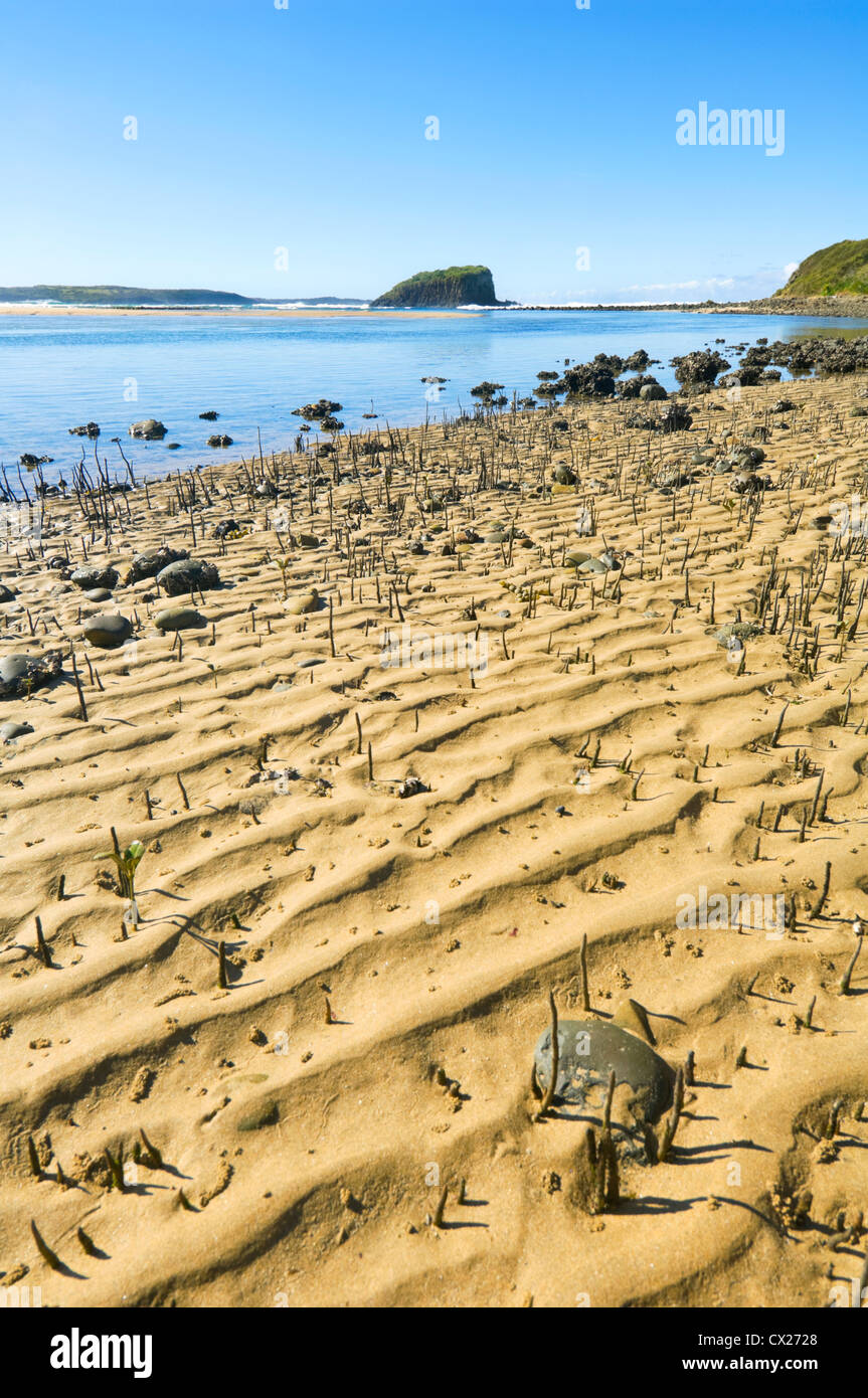 Estuary Minnamurra River and Stack Island, Minnamurra, New South Wales ...