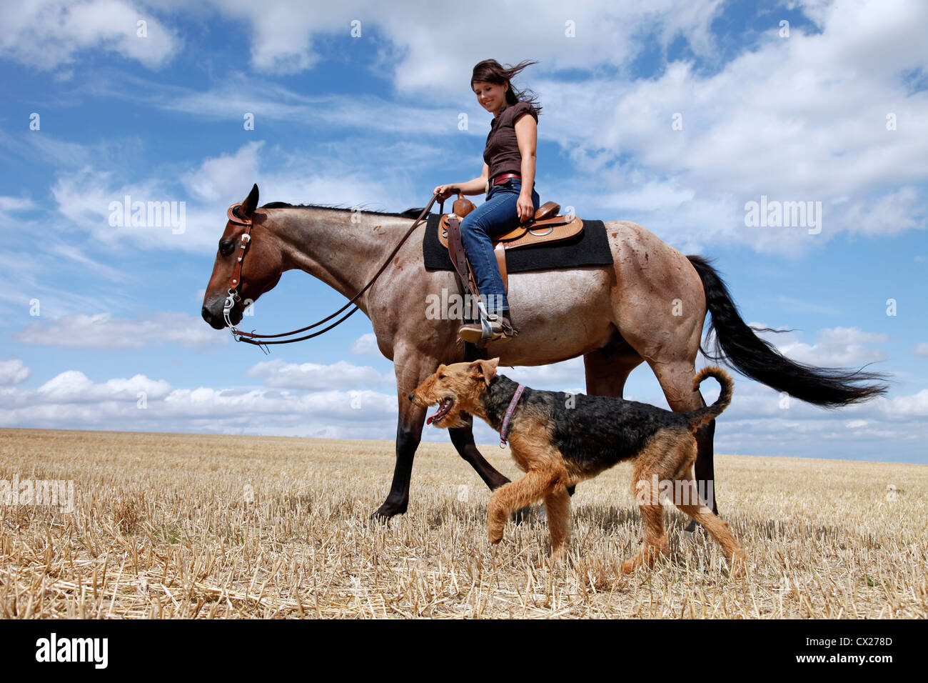 western riding horsewoman Stock Photo - Alamy
