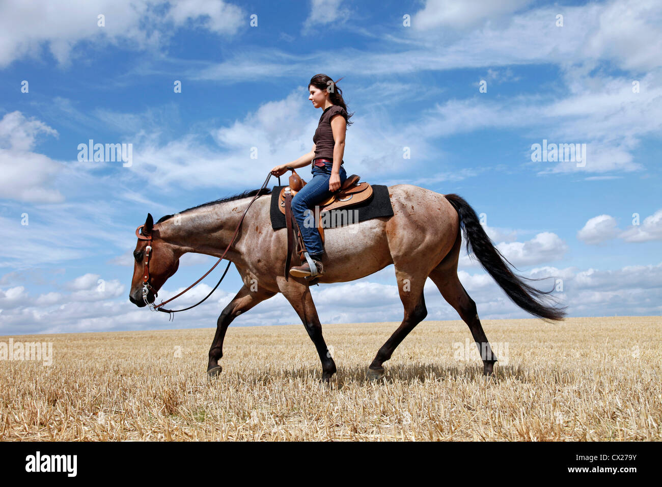 western riding horsewoman Stock Photo - Alamy
