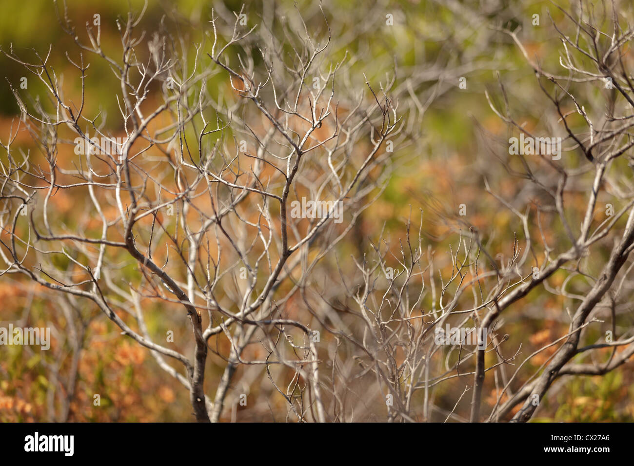 wild mediterranean scrubland field in Corsica island, France Stock ...