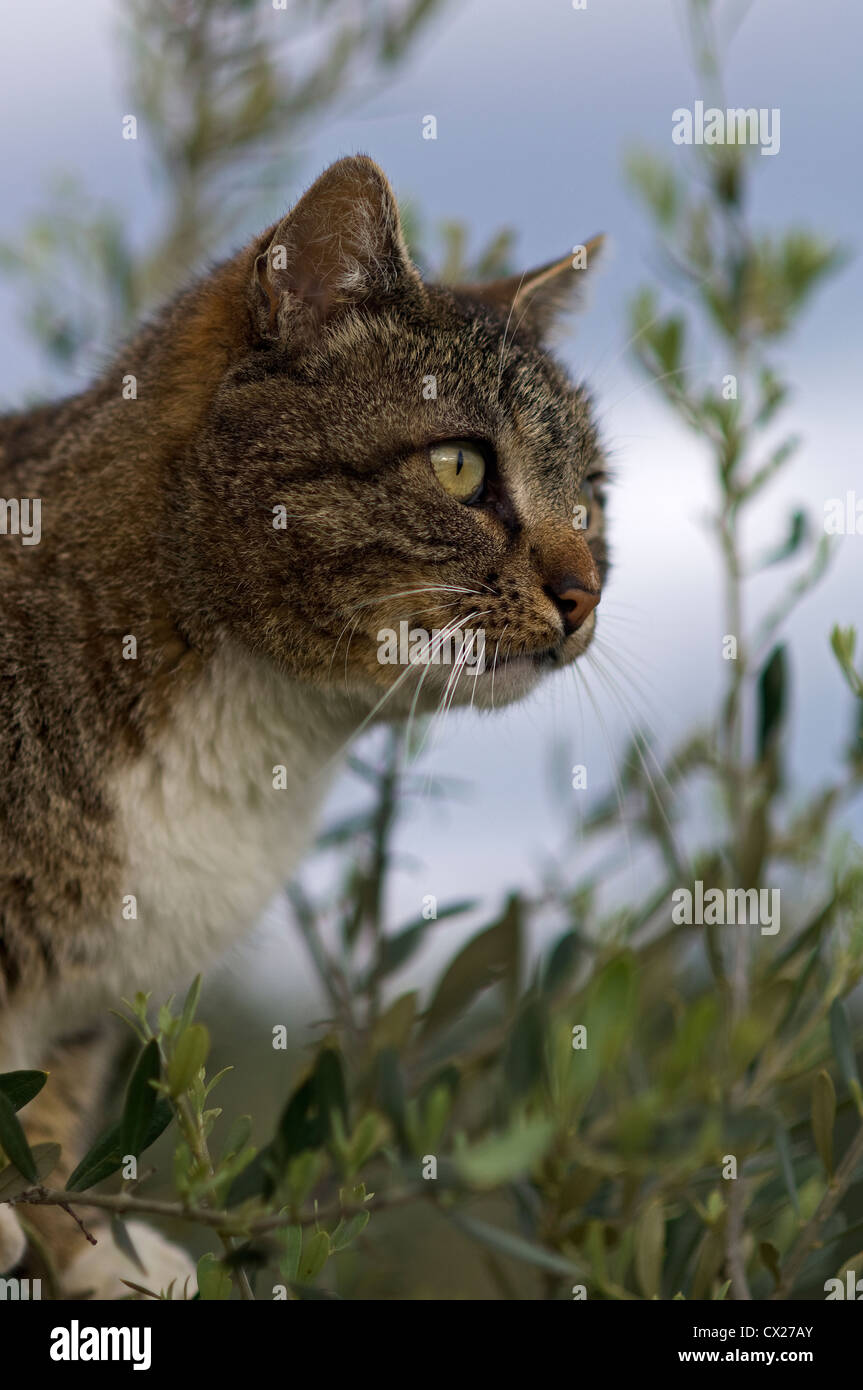 Lurking hi-res stock photography and images - Alamy