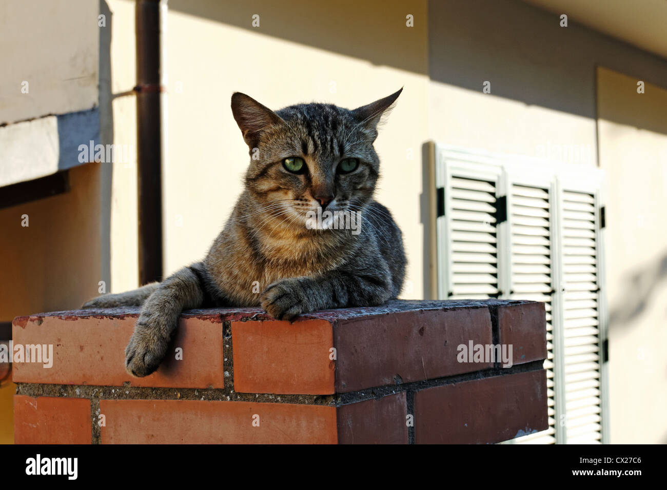 Cat laying on the bricks hi-res stock photography and images - Alamy