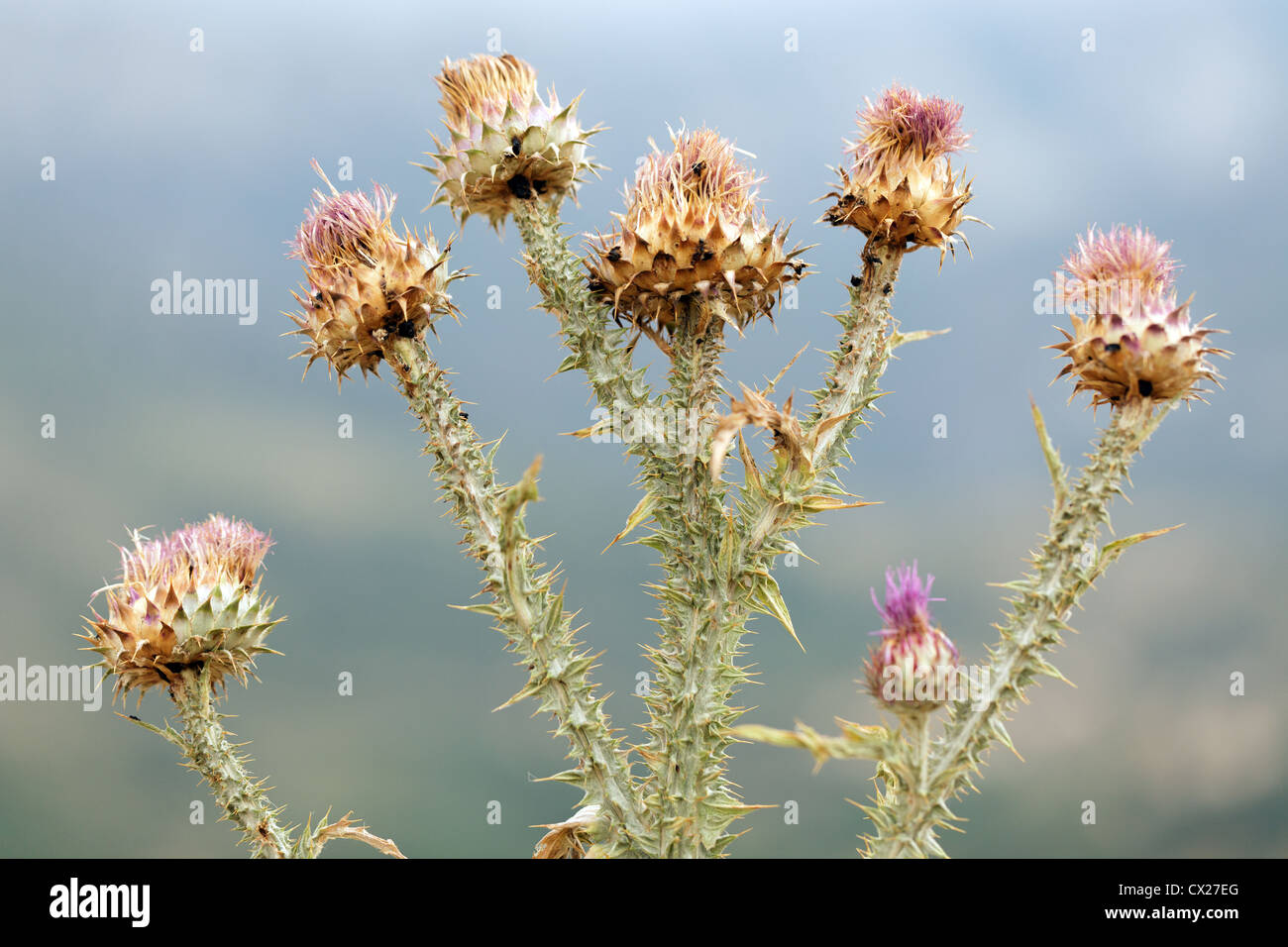 thistle plant with pink flower blossom Stock Photo - Alamy