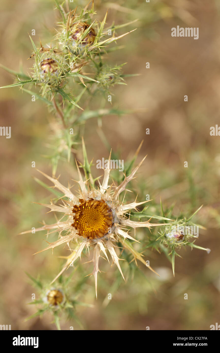 thistle plant with orange flower blossom Stock Photo - Alamy
