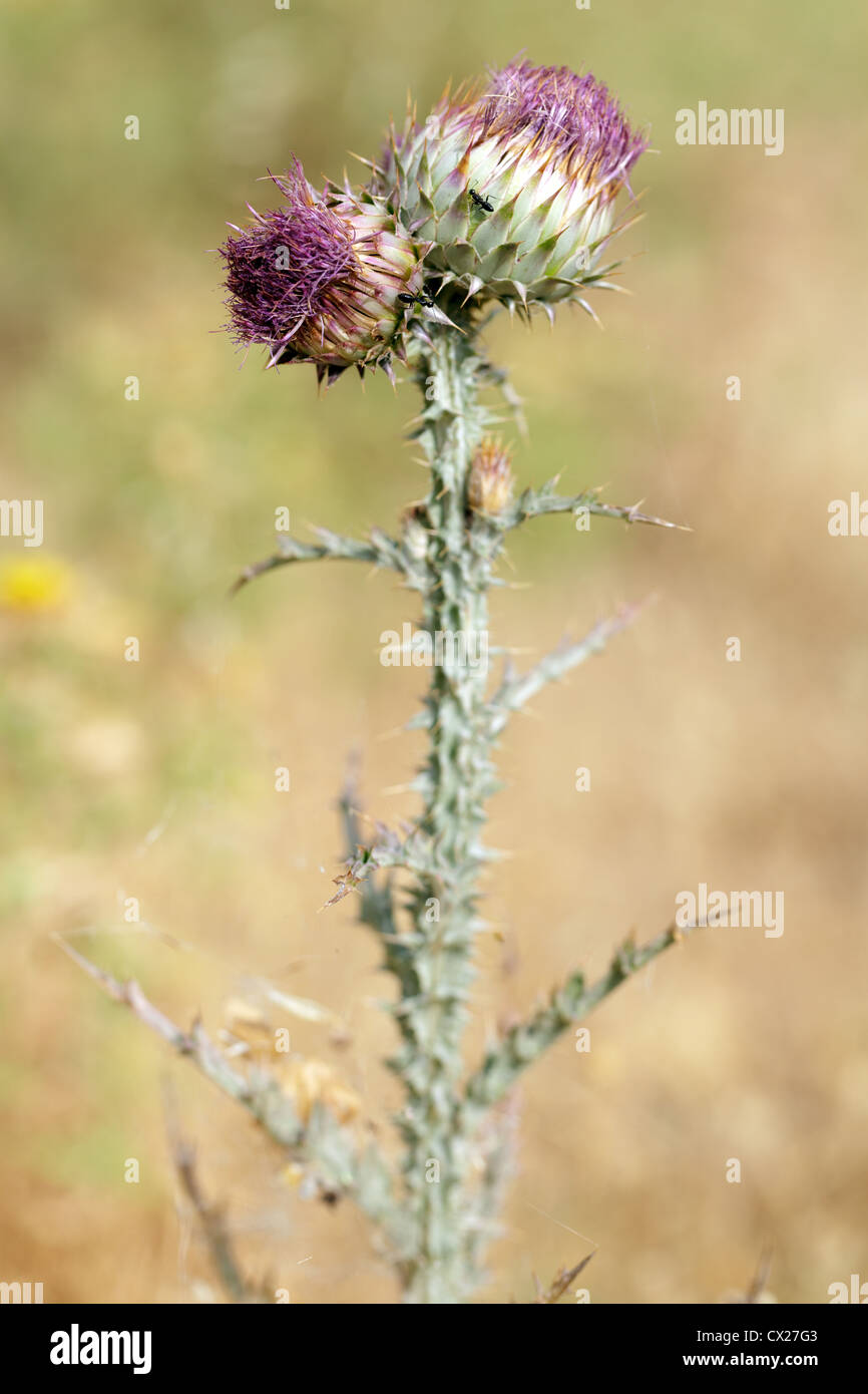 thistle plant with pink flower blossom Stock Photo - Alamy