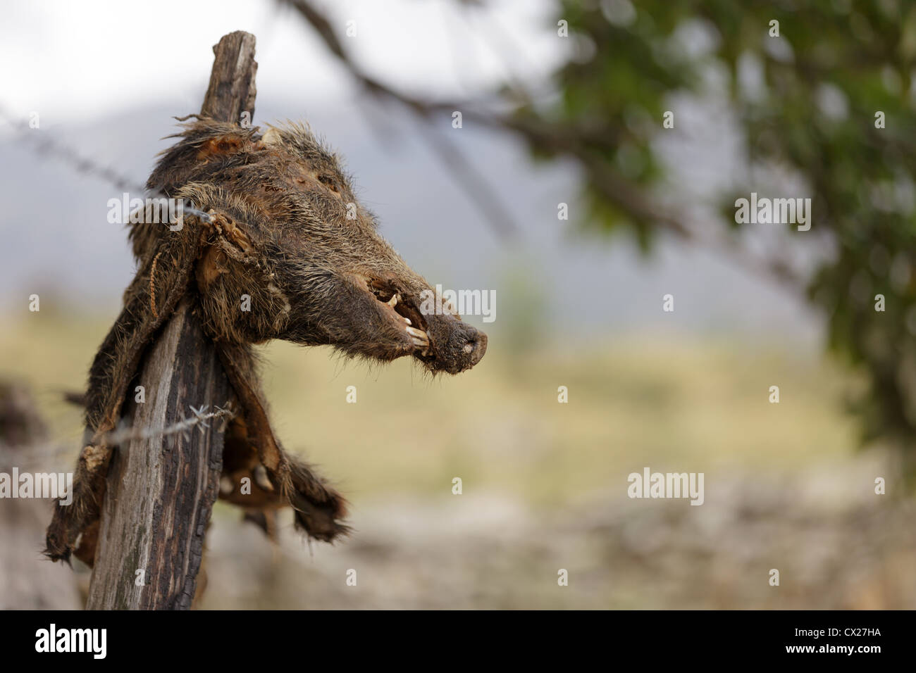 dead impaled wild boar head on fence stake, no trespassing sign ...