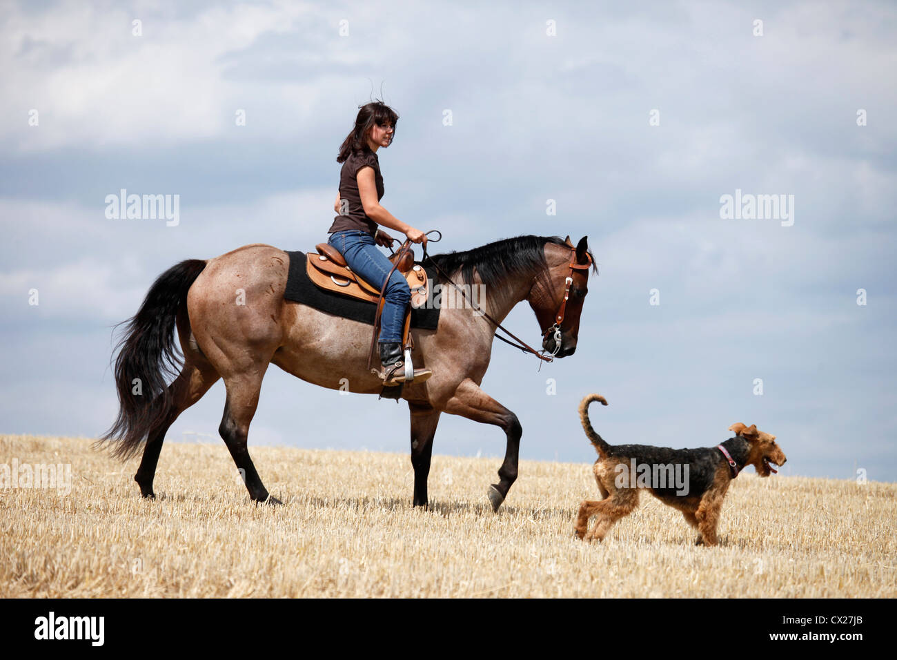 western riding horsewoman Stock Photo - Alamy