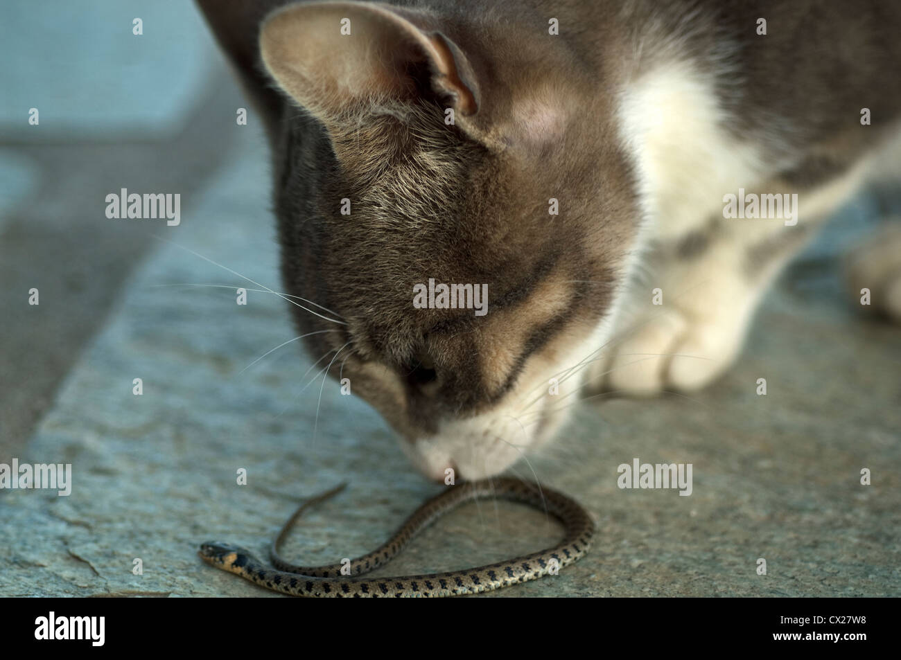 Cat sniffing at small snake Stock Photo - Alamy