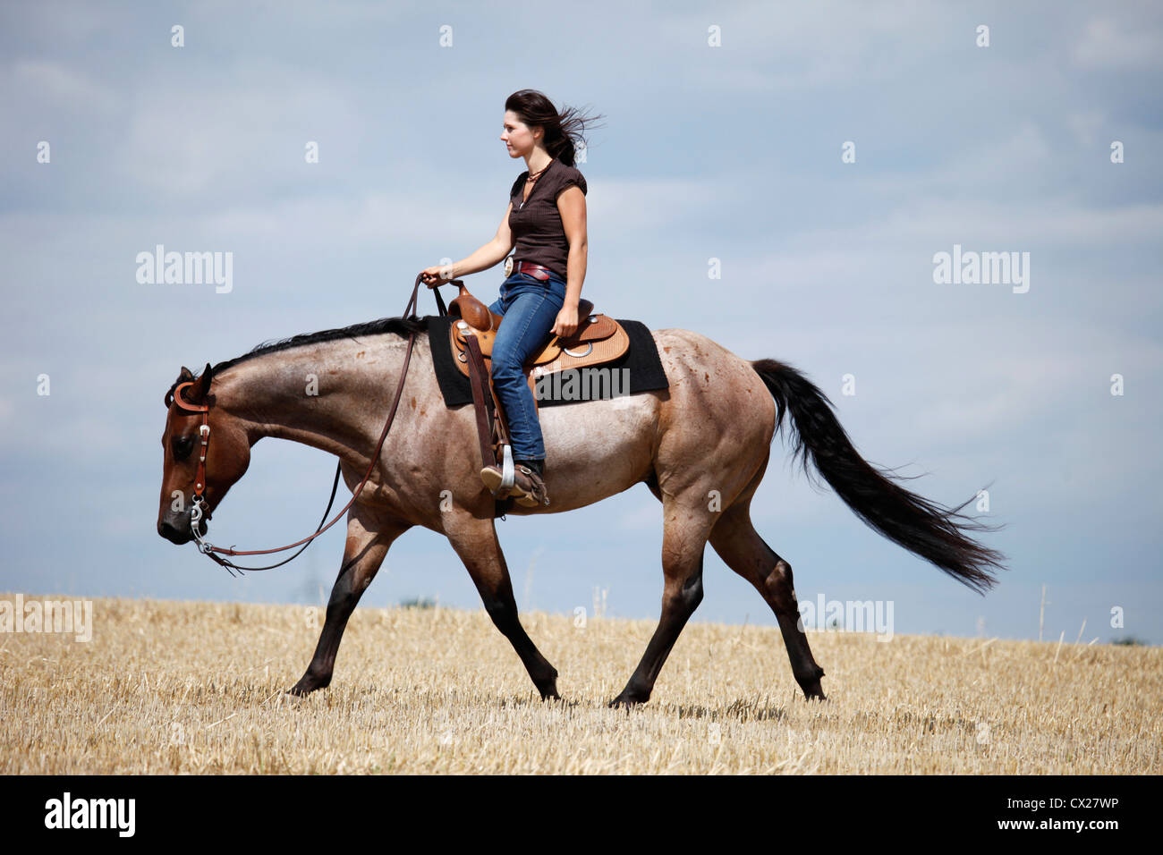 western riding horsewoman Stock Photo - Alamy