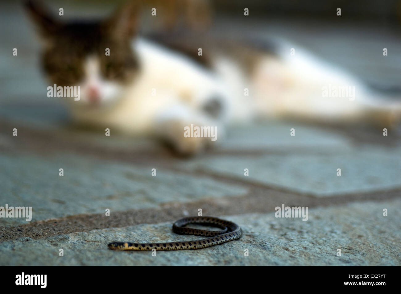 Small snake hi-res stock photography and images - Alamy