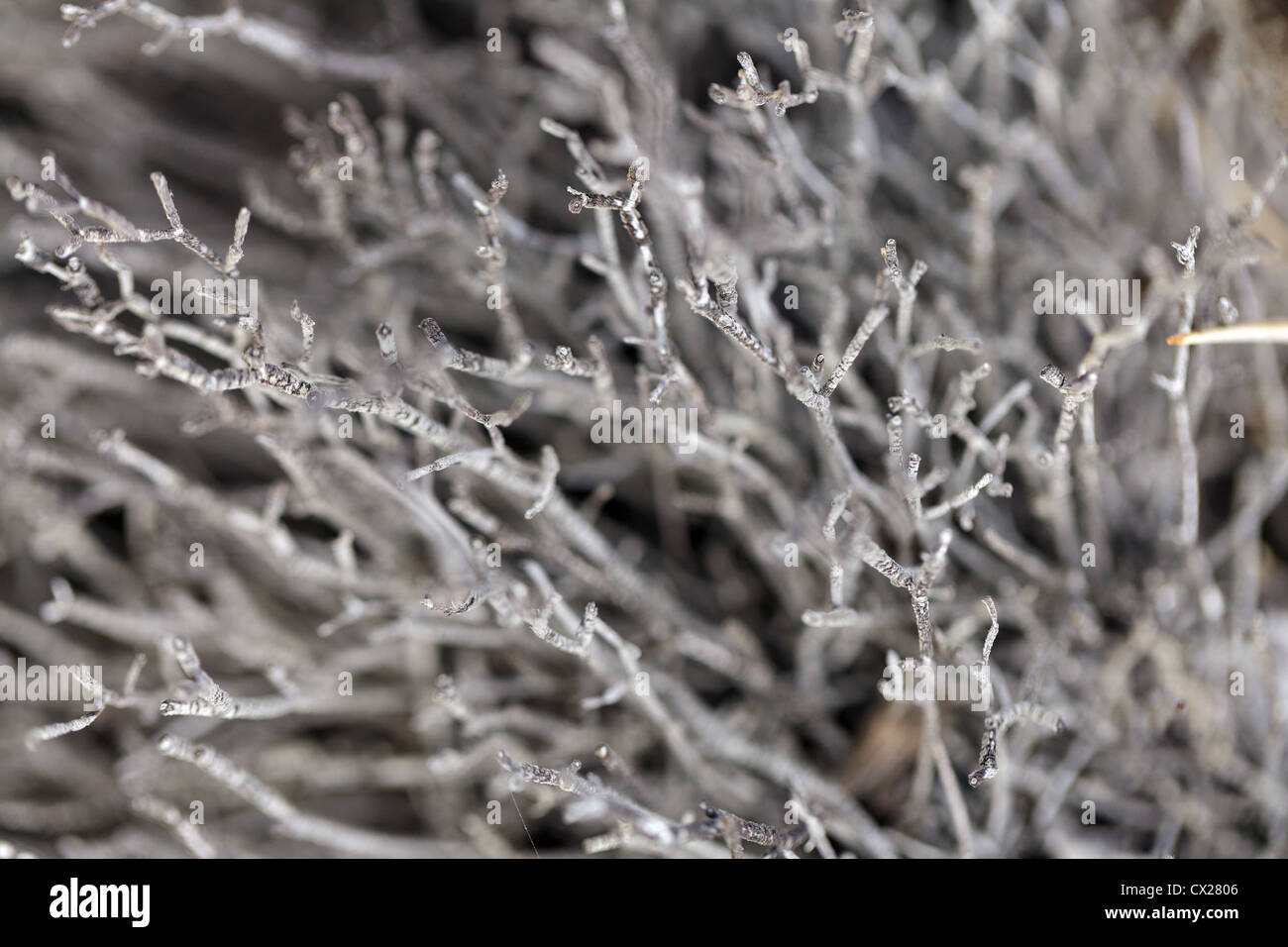 Dead bush hi-res stock photography and images - Alamy