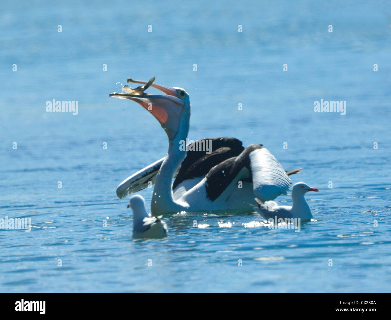 Pelican feeding hi-res stock photography and images - Alamy