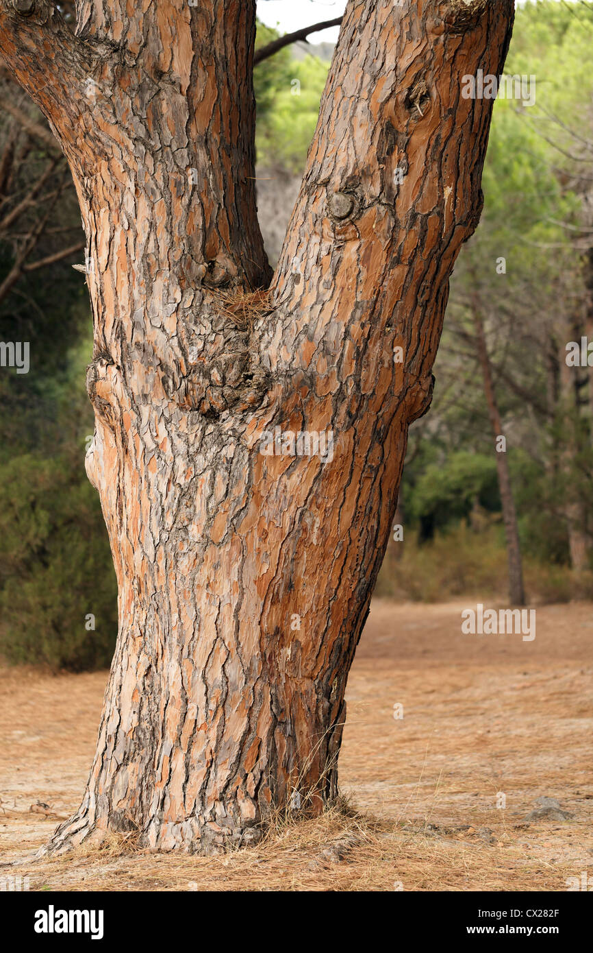 Mediterranean pine trees hi-res stock photography and images - Alamy