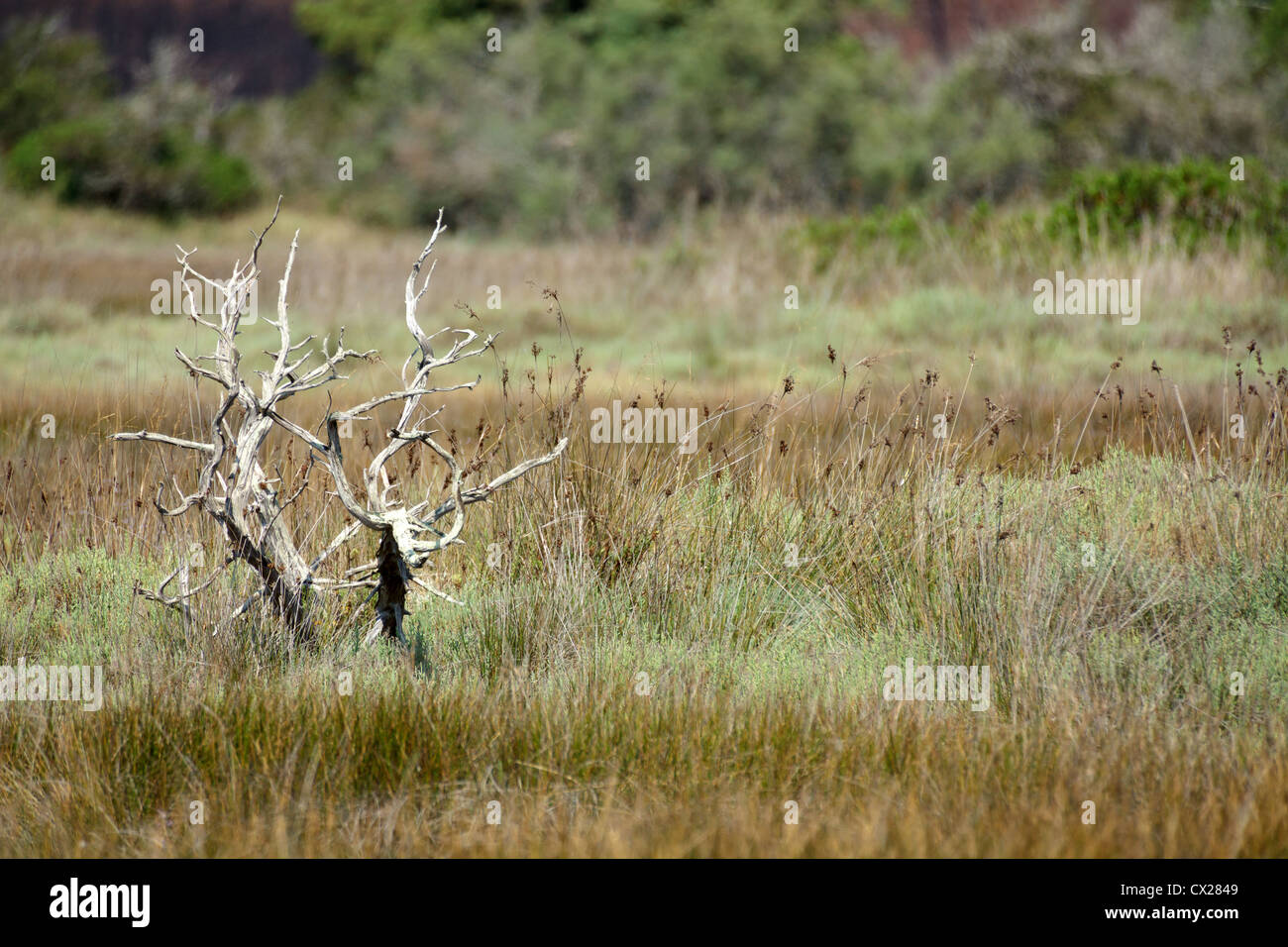 Dead tree in marsh hi-res stock photography and images - Alamy
