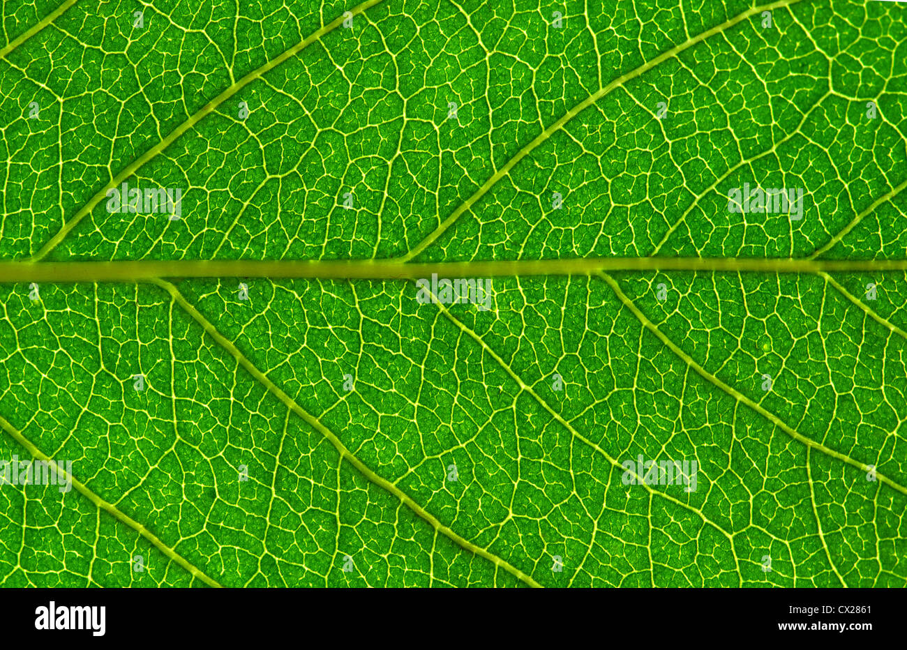 structure of leaf natural background Stock Photo - Alamy